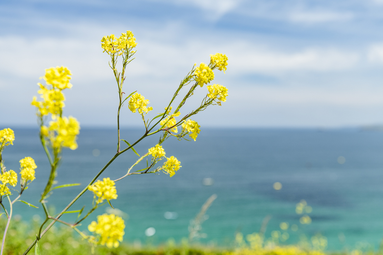 Spring Activities in St Ives, Cornwall: Top Things to Do